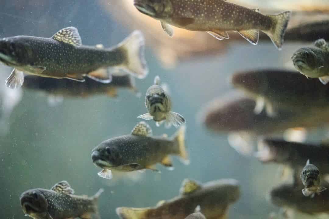 Red mark syndrome (RMS) in farmed rainbow trout (Oncorhynchus mykiss ...