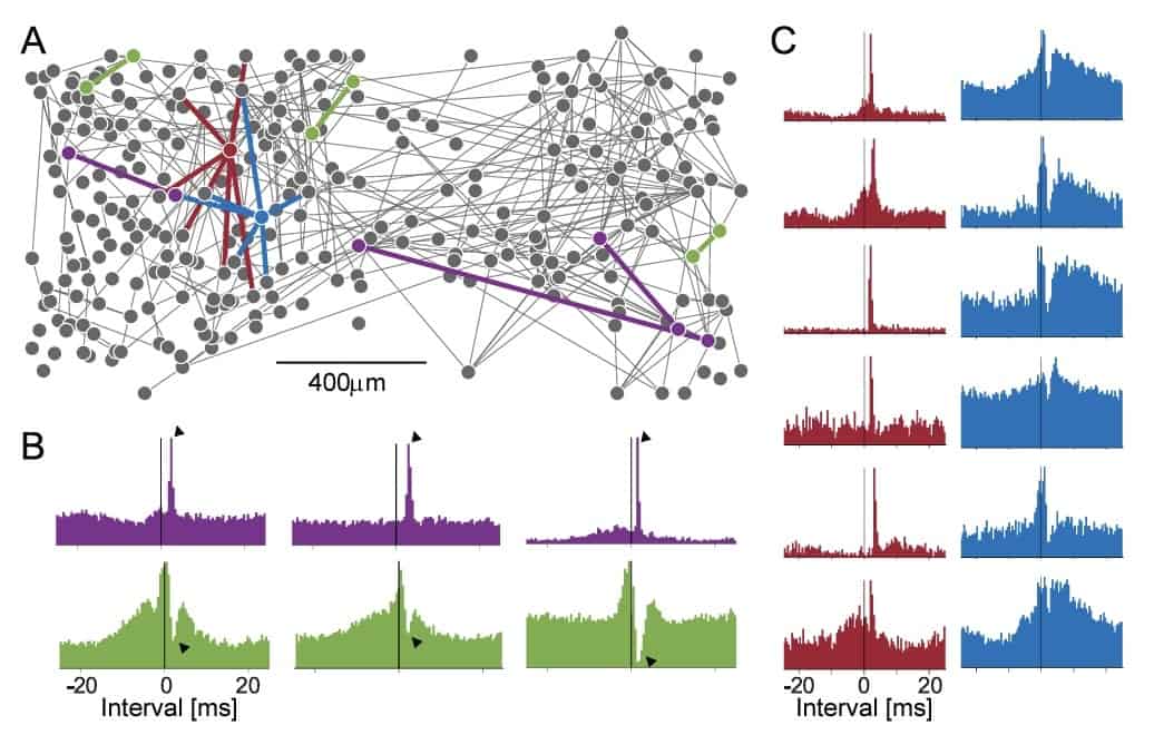 Circumstantial evidence and explanatory models for synapses in large-scale spike recordings ...