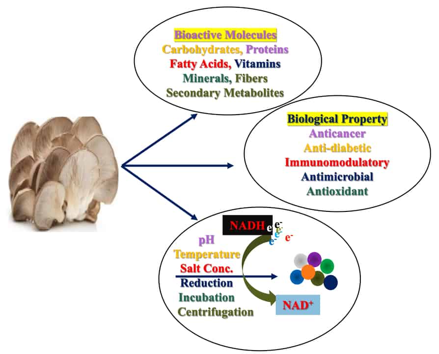 Mushroom-Derived Nanoparticles in Drug Delivery Systems – Therapeutic ...