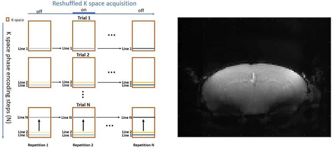 Implementation of 2D Line-scanning Method | Published in Aperture Neuro