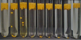 Quality by design of curcumin-loaded calcium alginate emulsion beads as ...