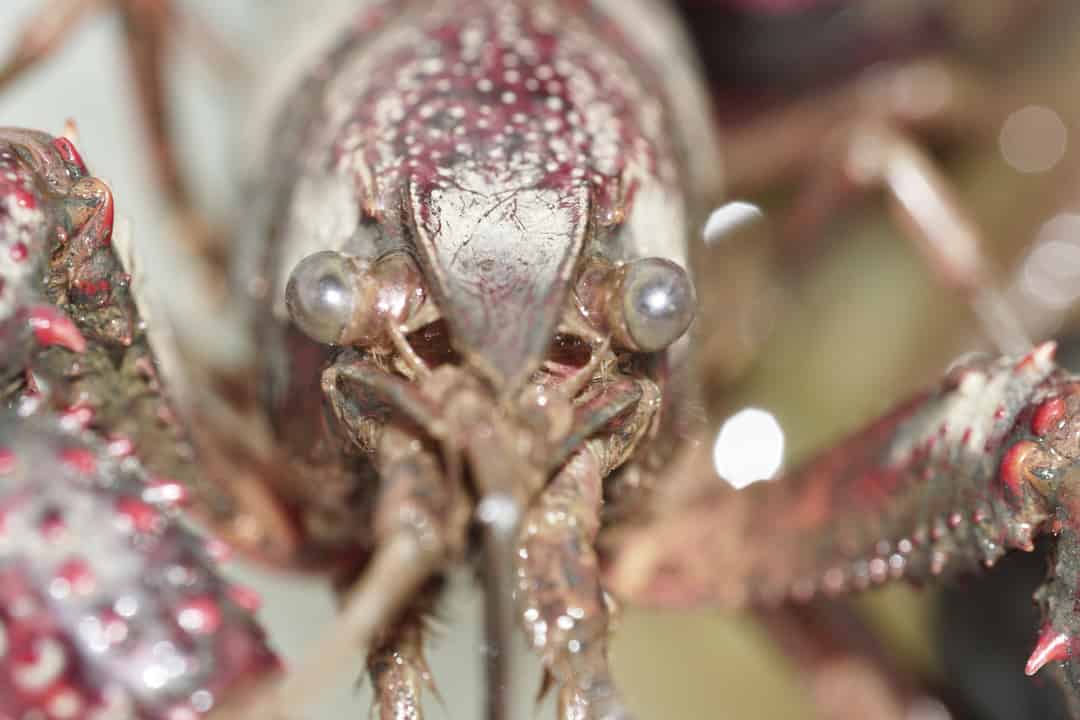 Isolation and identification of intestinal cellulolytic bacteria from ...