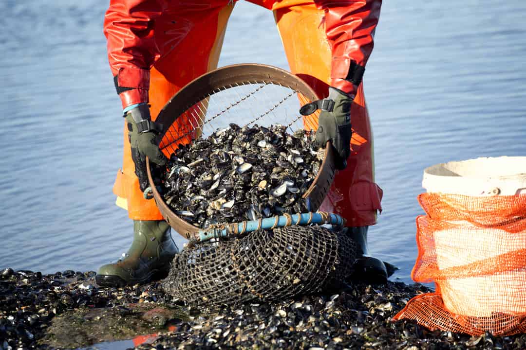 Vol. 77, Issue 1, 2025 | Published by Israeli Journal of Aquaculture - Bamidgeh