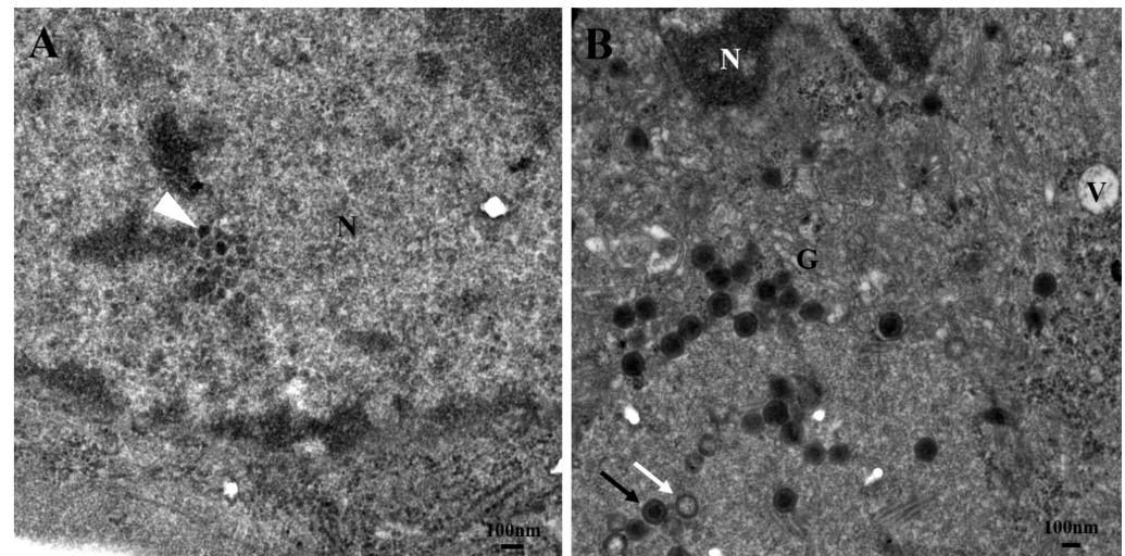 Morphogenesis of largemouth bass ranavirus (LMBRaV) in the epithelioma ...