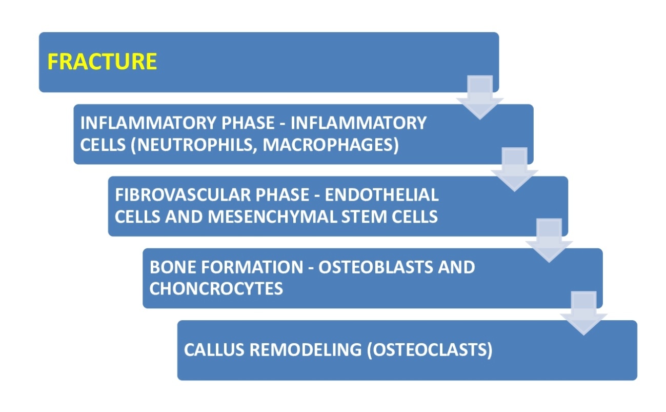 Recent developments on cells involved in bone repair and their ...