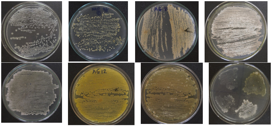Isolation, identification, and evaluation of the characteristics of ...