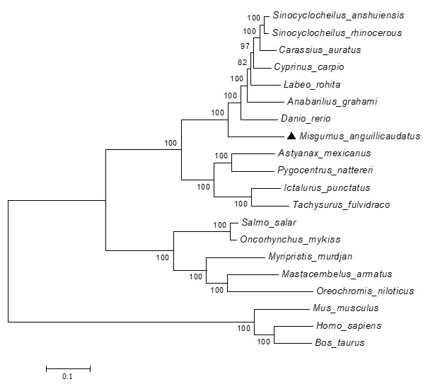 Cloning and expression patterns of espl1 gene in loach (_Misgurnus ...