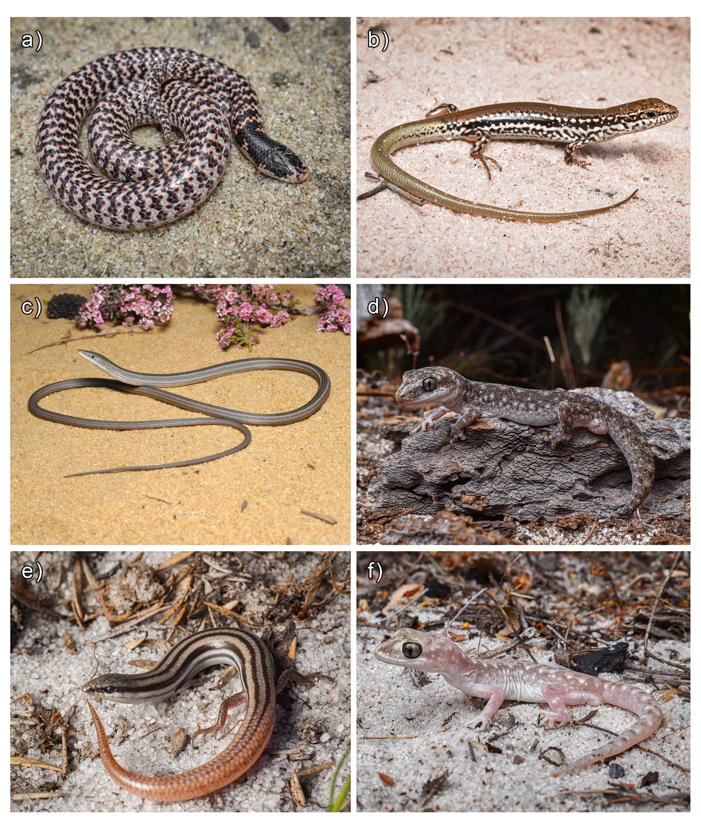 The Distributions of Six Cryptic Reptile Species in the Perth Region ...