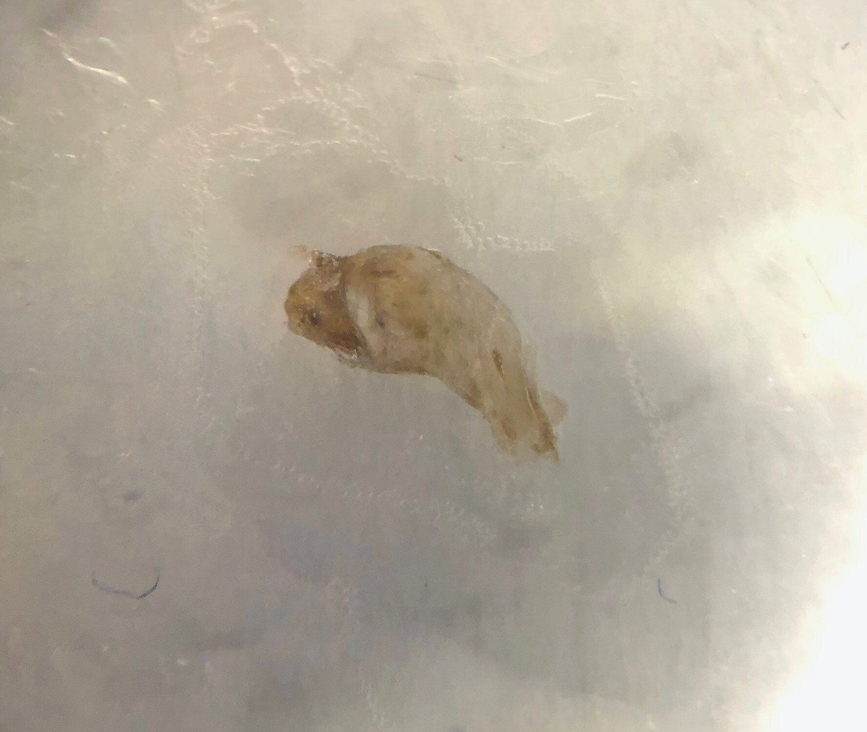 What to do about Imaginary Insect or Mite Infestations | Published in ...