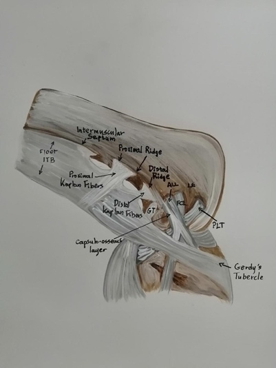 A Review of Current Concepts of the Anterolateral Complex of the Knee ...