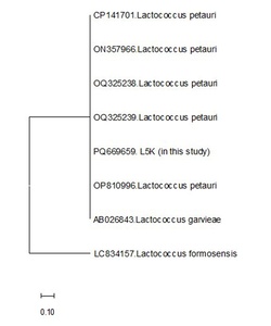 The First Report of Lactococcus petauri in Reared Turbot (Scophthalmus ...