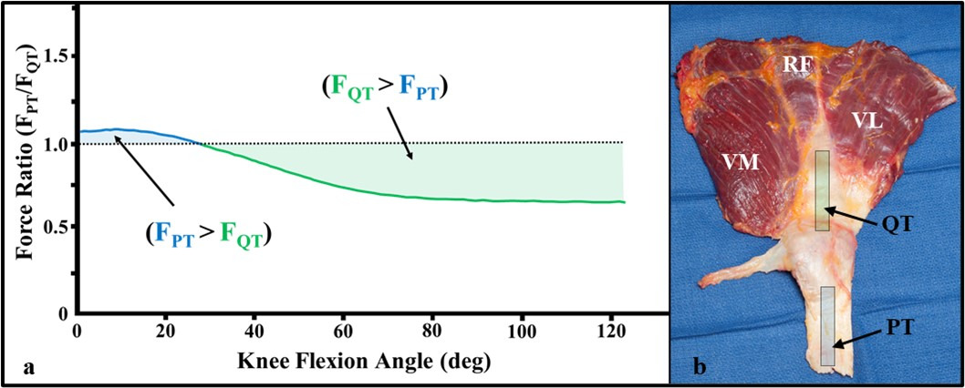 Oh, My Quad: A Clinical Commentary And Evidence-Based Framework for the ...