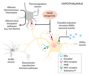 Neurokinin 1/3 Receptor Antagonists for Vasomotor Symptoms in Women ...