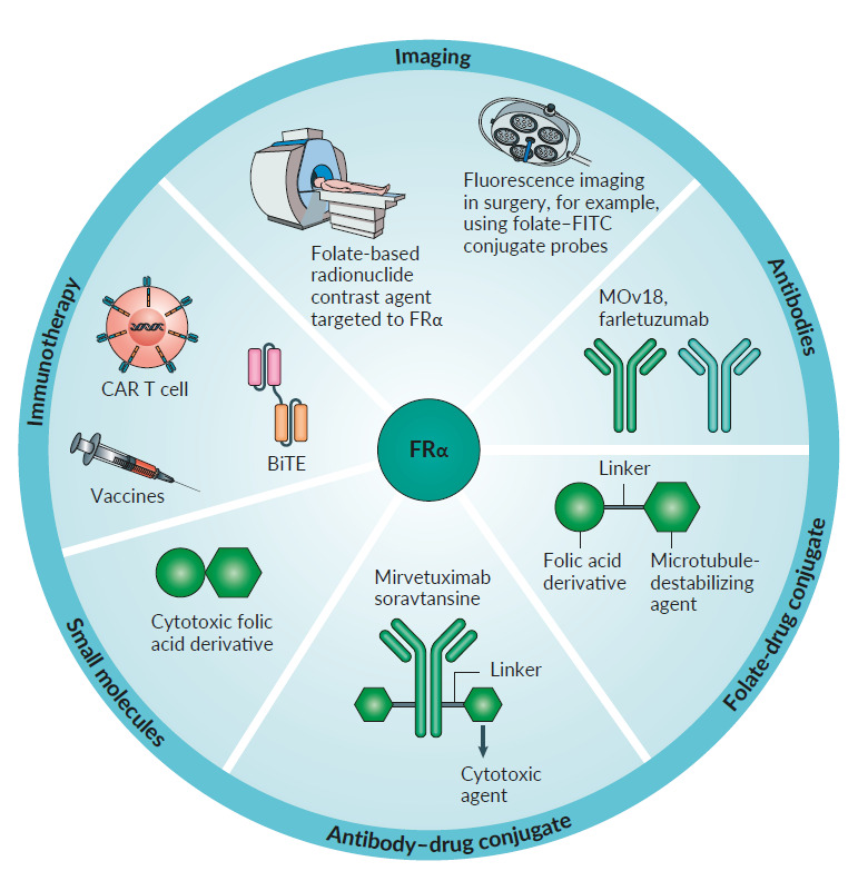 Folate Receptor α - A New Target for an Old Enemy | Published in ...