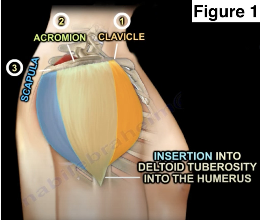 front deltoid function