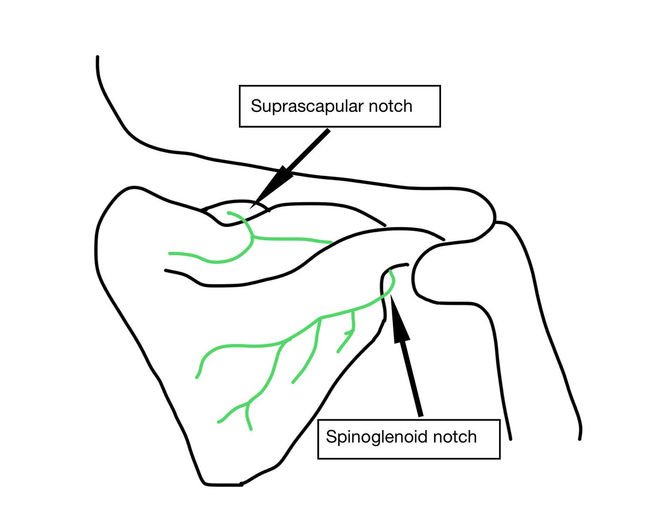 suprascapular notch function