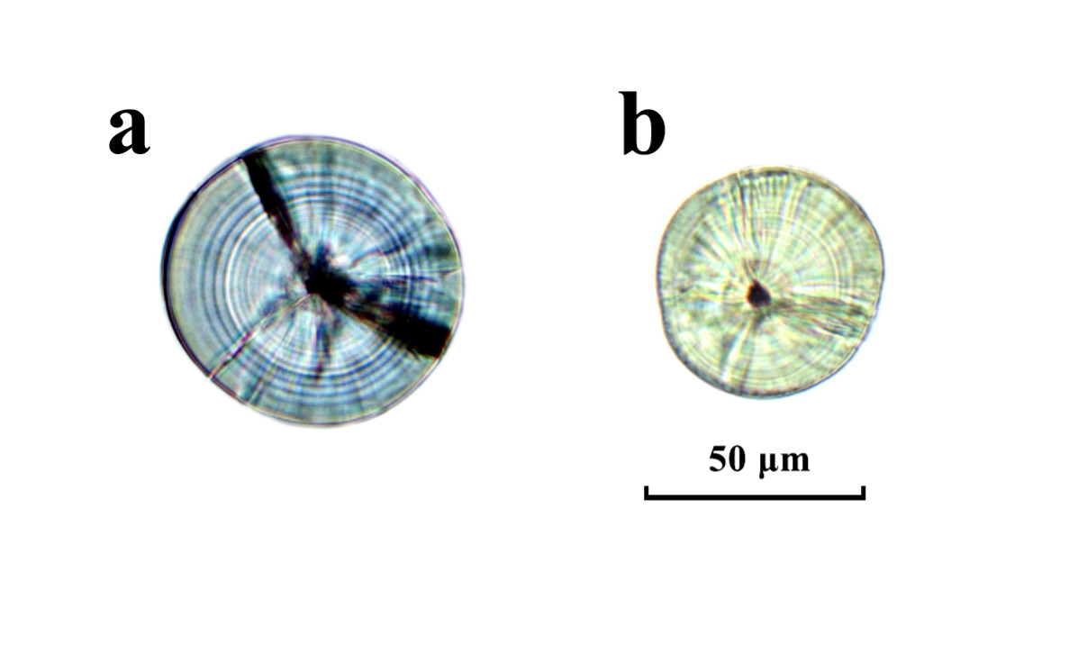 Validation of otolith daily increment formation and early growth ...