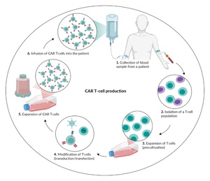 A Bright Future for Immunotherapy: CAR T-Cell Therapy Promises ...