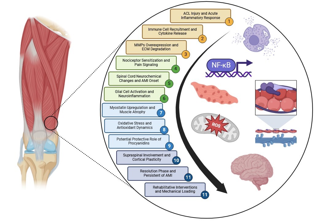 Neurophysiology of ACL Injury. | Published in Orthopedic Reviews