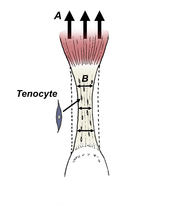 EXERCISE INTERVENTIONS FOR THE MANAGEMENT OF TENDINOPATHY: AN OVERVIEW ...