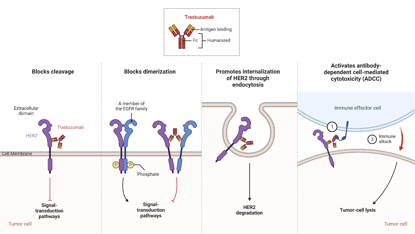Drug Treatments for HER2 Positive Breast Cancer | Published in Critical ...