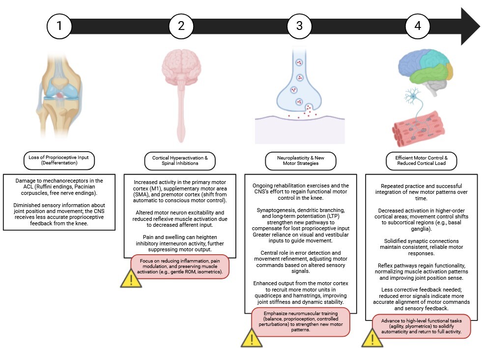Neurophysiology of ACL Injury. | Published in Orthopedic Reviews
