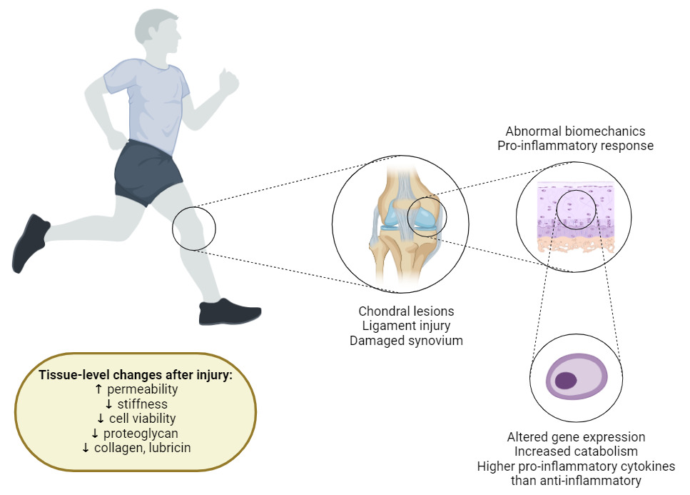 Molecular Aspects of Cartilage Microfracturation: Rehabilitation ...
