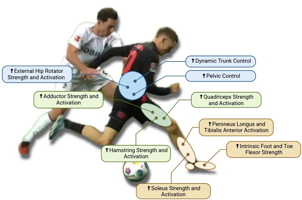 Neurophysiology of ACL Injury. | Published in Orthopedic Reviews