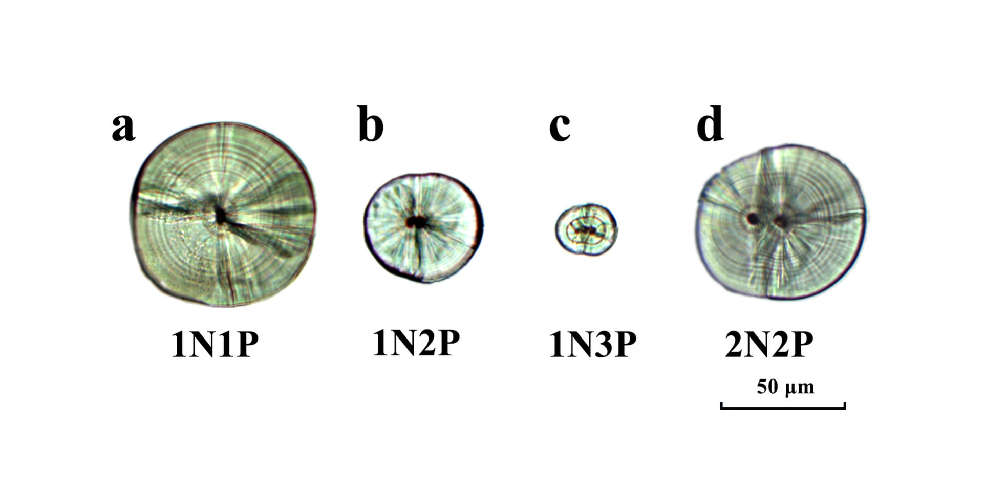 Validation of otolith daily increment formation and early growth ...