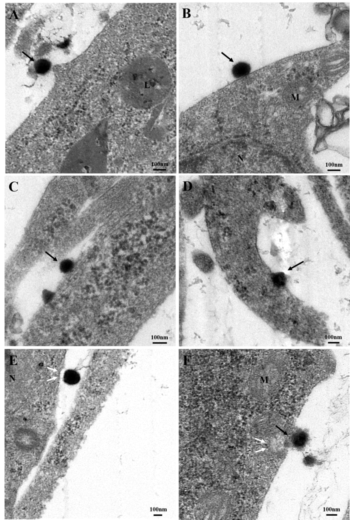 Morphogenesis of largemouth bass ranavirus (LMBRaV) in the epithelioma ...
