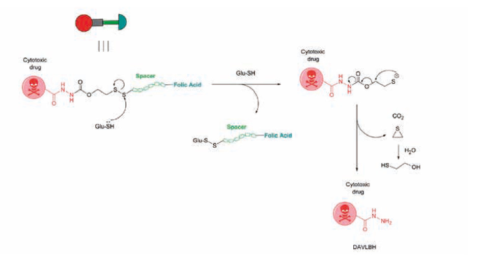 Folate Receptor α - A New Target for an Old Enemy | Published in ...