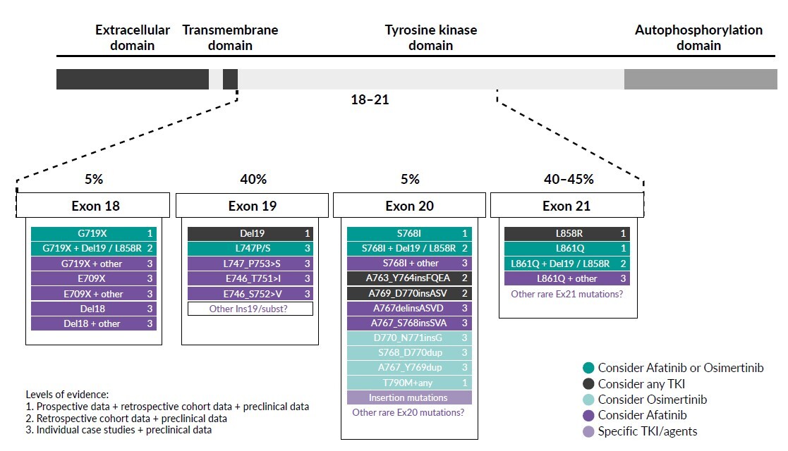 Treatment Options for Non-Small Cell Lung Cancer Harboring Uncommon ...