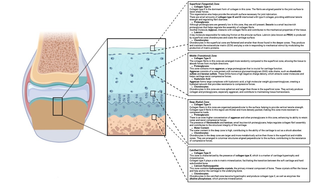 Molecular Aspects of Cartilage Microfracturation: Rehabilitation ...