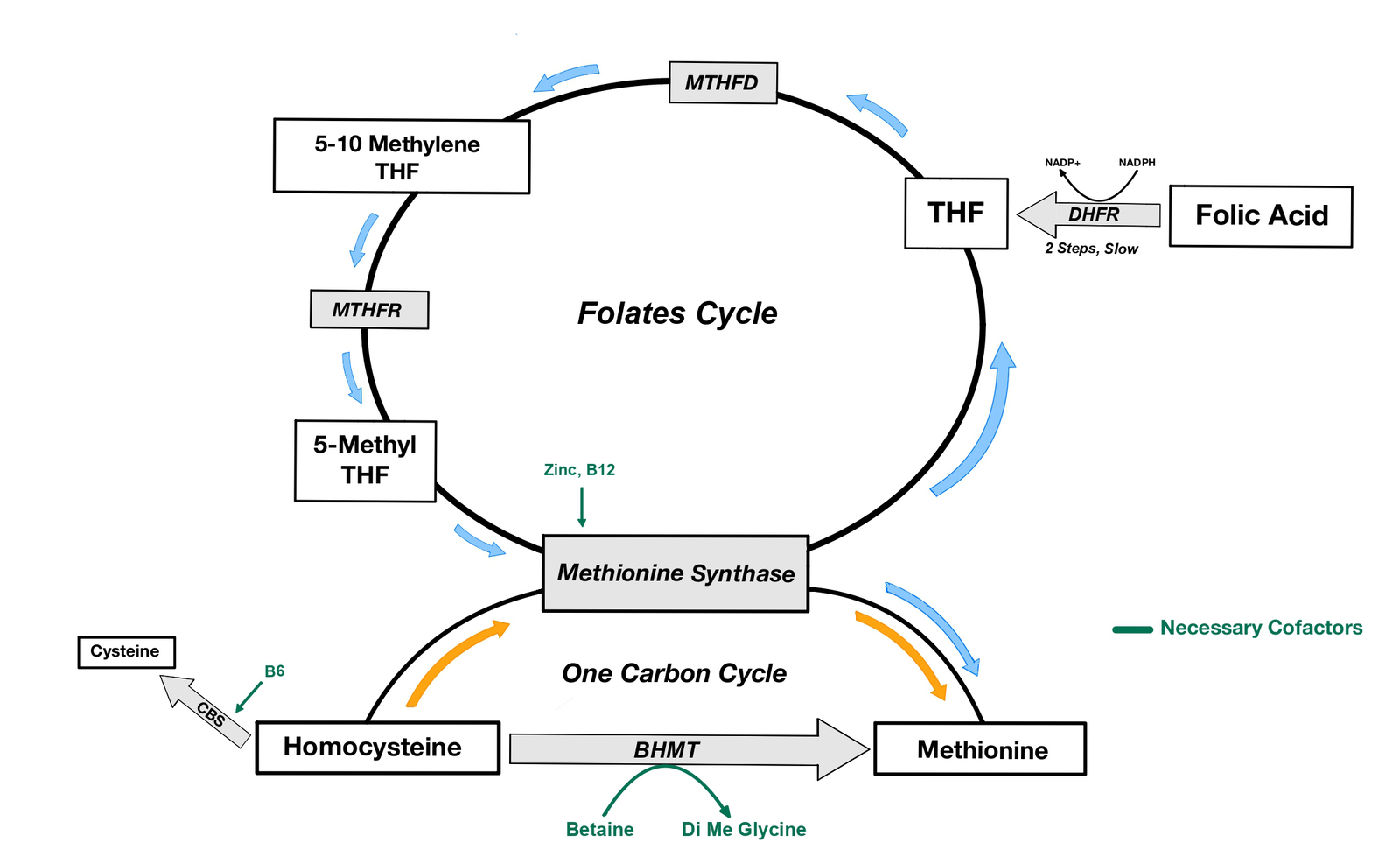 folate lewis structure