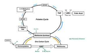 The Critical Role of Folate in Prenatal Health and a Proposed Shift ...