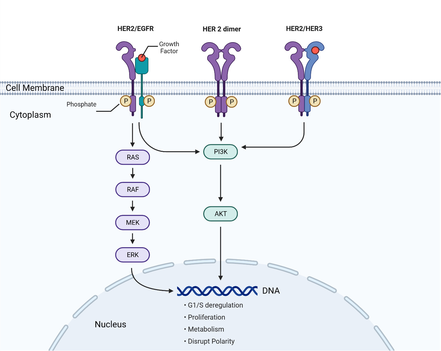 Drug Treatments for HER2 Positive Breast Cancer | Published in Critical ...