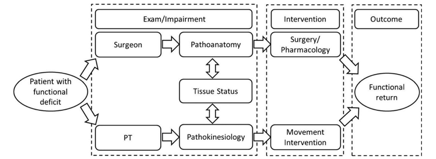 Changing our Diagnostic Paradigm Part II: Movement System Diagnostic ...