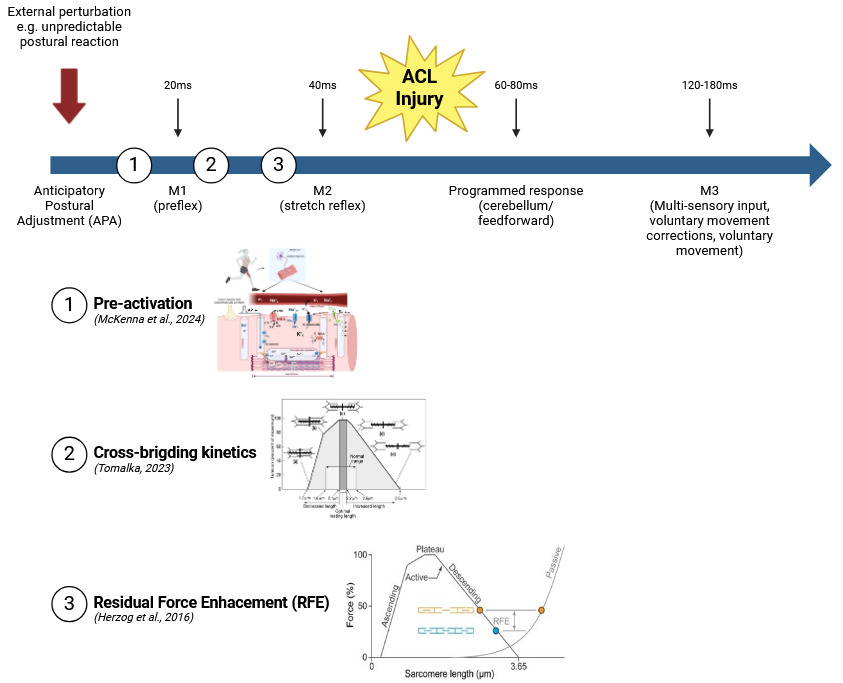 Neurophysiology of ACL Injury. | Published in Orthopedic Reviews
