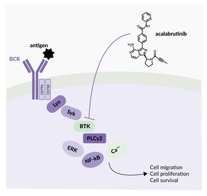 Effect of Acalabrutinib in Combination with Bendamustine plus Rituximab ...