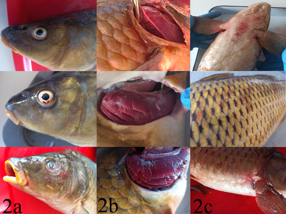 common carp diseases