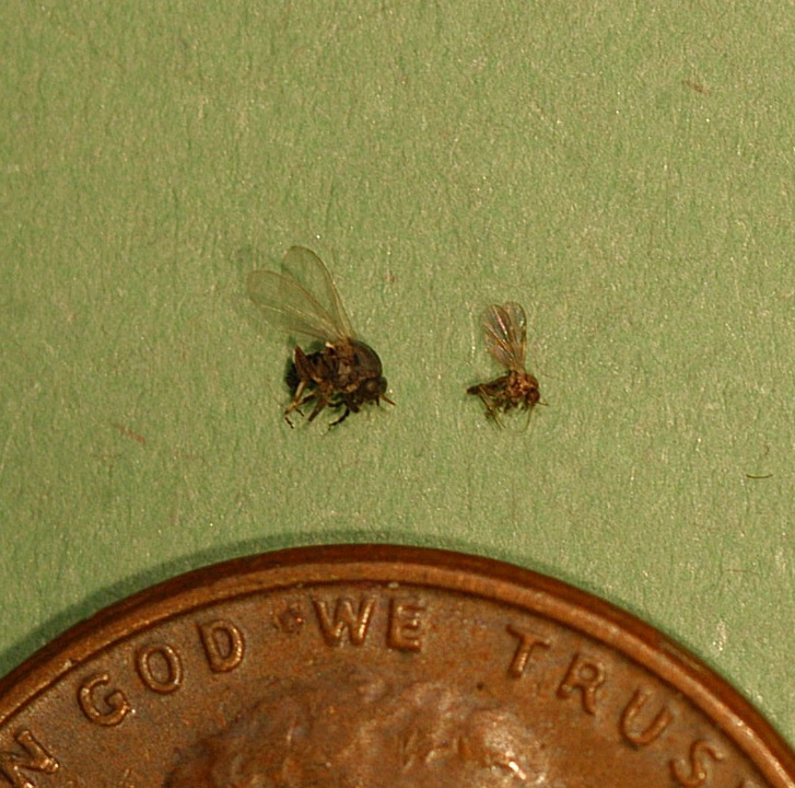 fruit flies bite