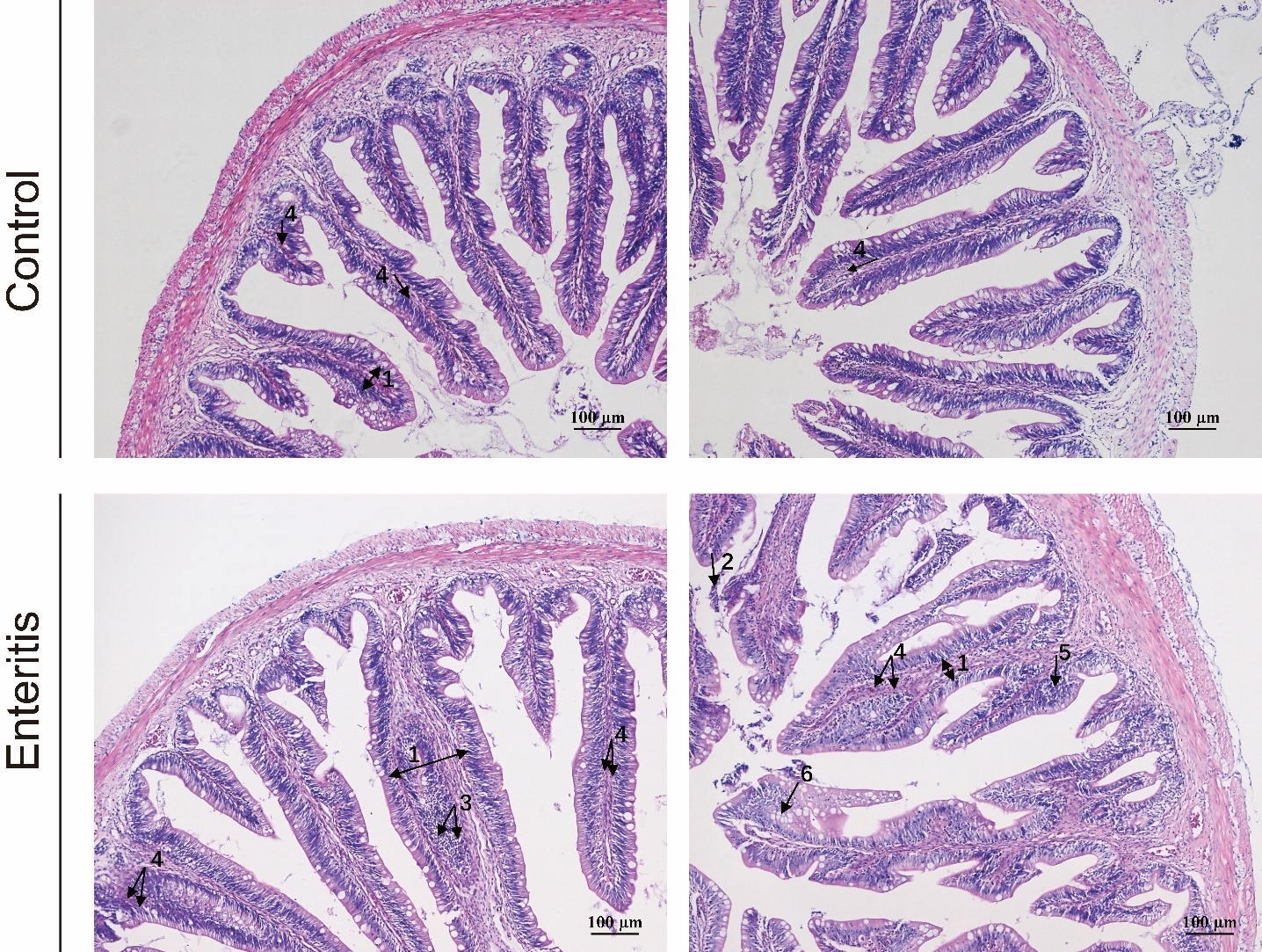 Establish and apply ISI pathological method to evaluate the intestinal ...