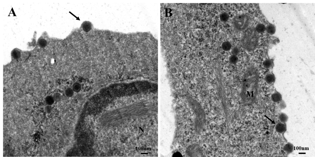 Morphogenesis of largemouth bass ranavirus (LMBRaV) in the epithelioma ...