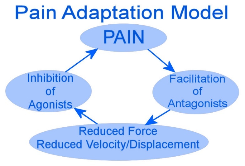 Vicious Cycle Theory vs Pain Adaptation Model: A Structured Critical ...