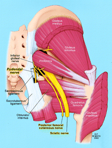 PUDENDAL NEURALGIA: A CASE FOR MULTIMODAL CHIROPRACTIC INTERVENTION ...