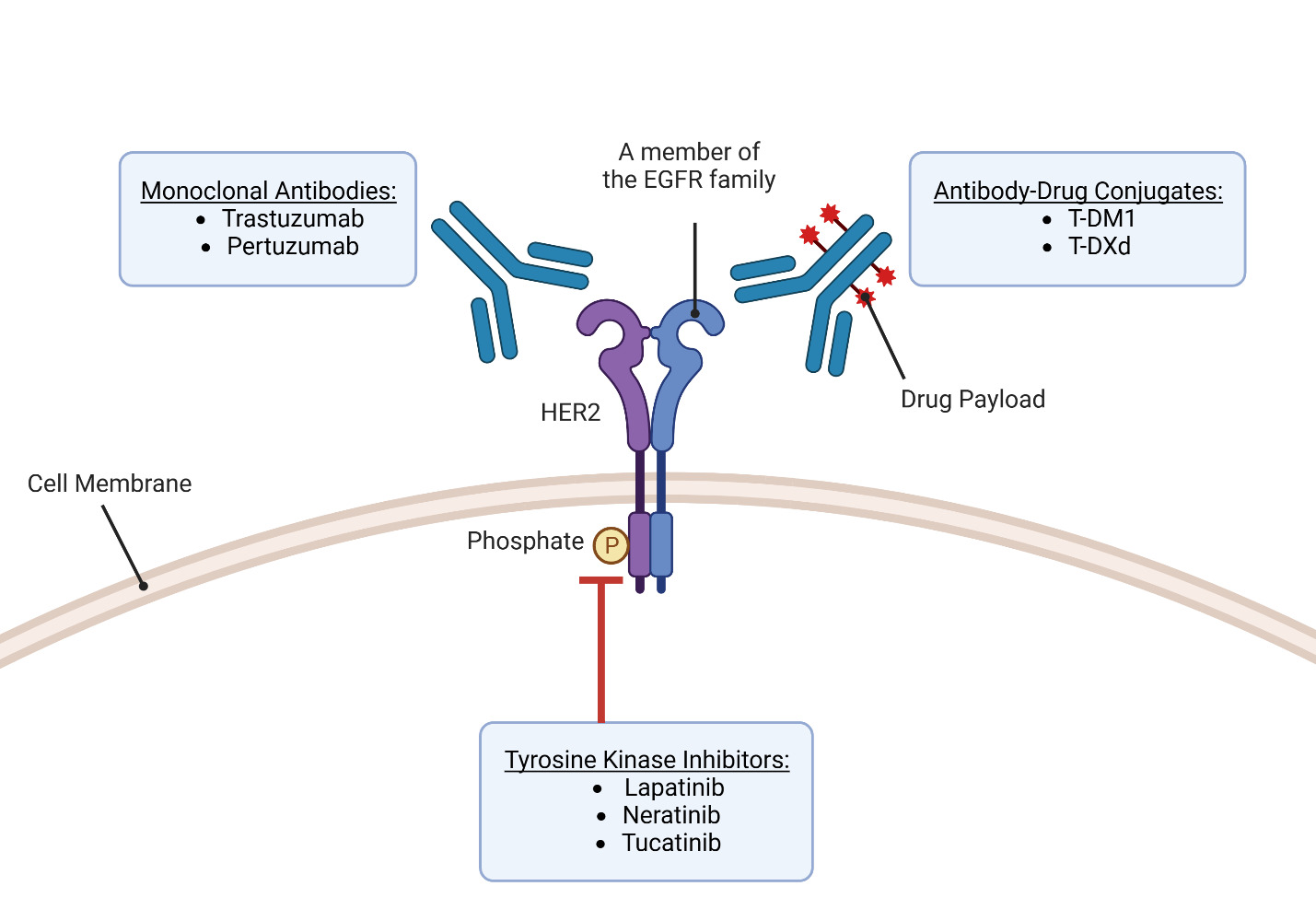 Drug Treatments for HER2 Positive Breast Cancer | Published in Critical ...