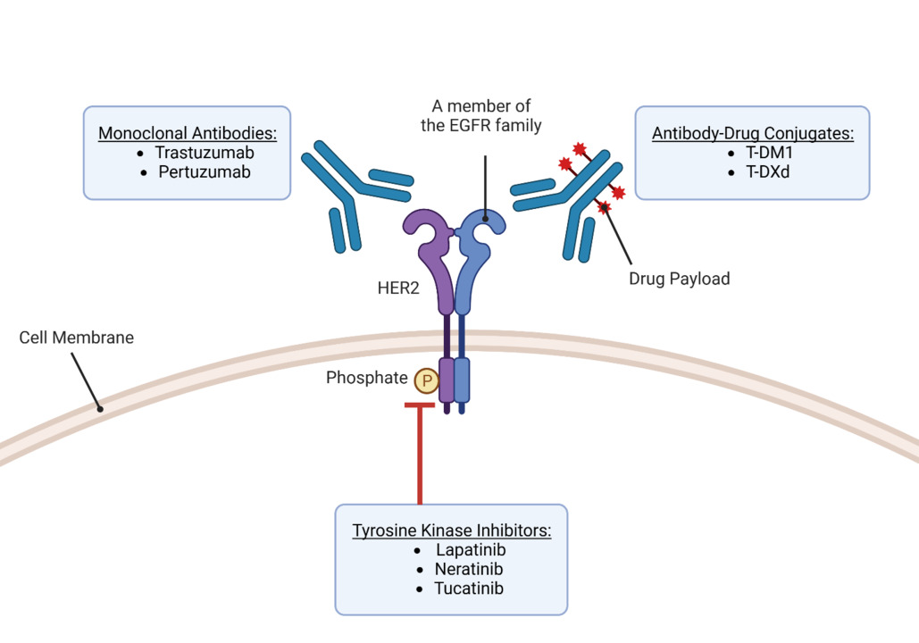 pertuzumab and trastuzumab side effects
