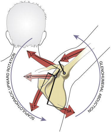 Scapular Stabilization for Shoulder Pain: Putting the Cart Before the ...