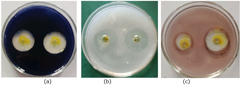 Isolation, identification, and evaluation of the characteristics of ...