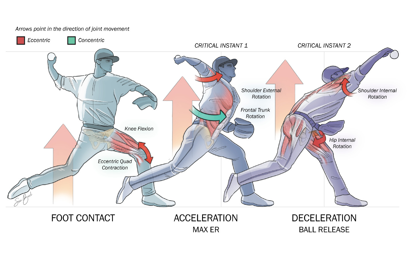 Evaluation and Treatment of Baseball Pitchers: There’s More to Assess ...